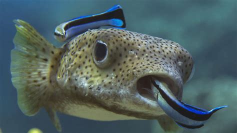 Peces Limpiadores Hacen Que Sean Más Inteligentes Otros Peces De