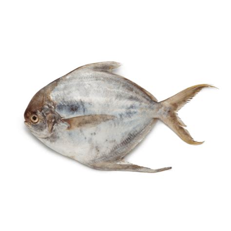 White Pomfret Cleaned Qiksmart