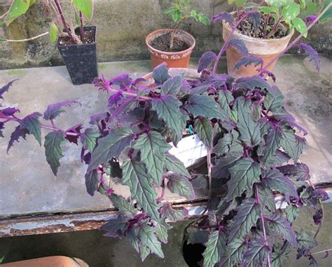 What Plant Feels Like Velvet At Crystal Blackwell Blog