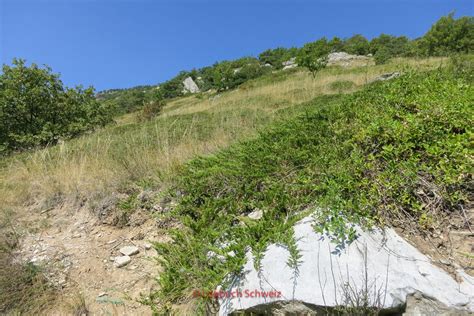 Mit Den Suonen Besitzt Das Wallis Ein Historisches Bewässerungssystem