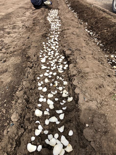 ゆり根の鱗片繁殖 美瑛やまびこ農園