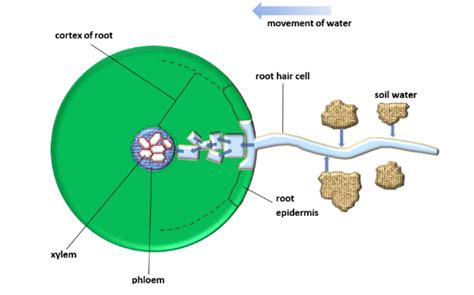 Osmosis In Plants Diagram