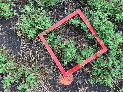 Stem Count Computer Vision Dataset By Academicfolders