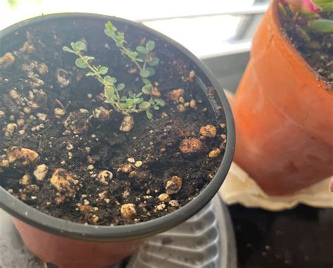Propagating My Spotted Spurge Step By Step Guide