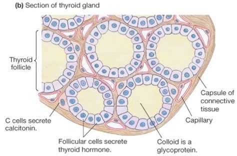 Thyroid And Adrenal Glands Nuel