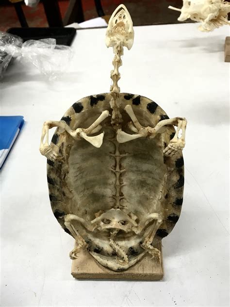 Skeletal System Turtle Skeletal System Of The Turtle Ventral