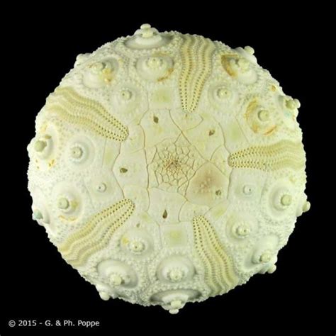 Prionocidaris Bispinosa Echinology