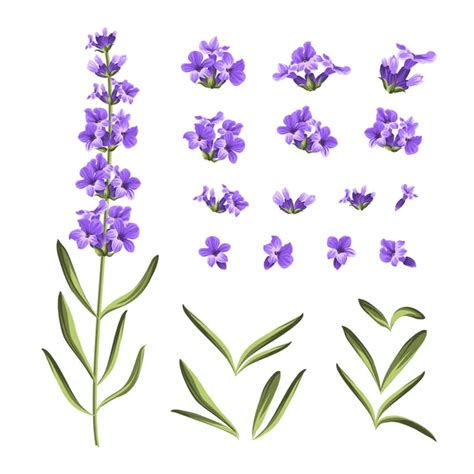 Illustration Lavender Botanical Set Lavender Flowers Elements