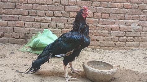 Lassani Aseel Aseellover Youtube