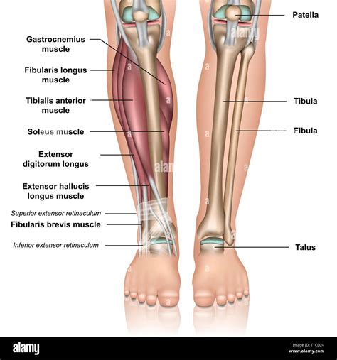 Human Lower Leg Anatomy Human Anatomy For The Artist Anterior Leg