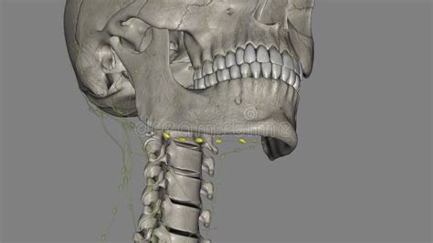 The Submandibular Lymph Nodes Are Some 3 6 Lymph Nodes Situated At The