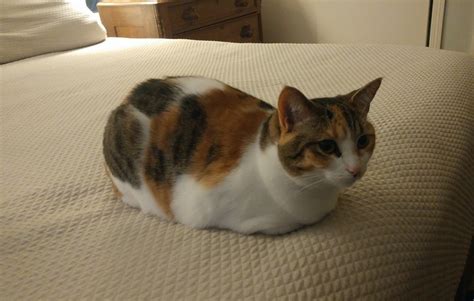 10000 Best Catloaf Images On Pholder Catloaf The Cat Trap Is Working