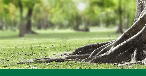 Tree Root Collar Disorders Near Atlanta And Charlotte