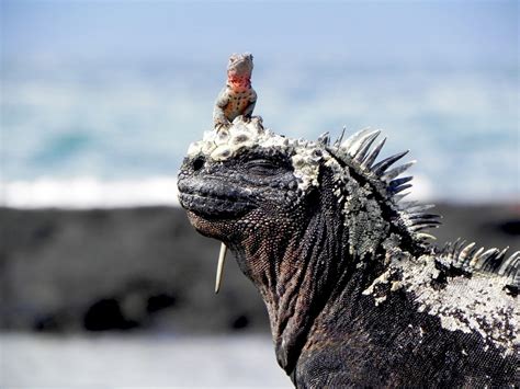 Tortuga Bay Beach In Galapagos What You Need To Know