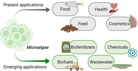 Emerging And Present Applications Of Microalgae Download Scientific Diagram