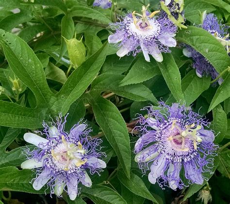 Poppular Photography Passiflora Incarnata Flowers