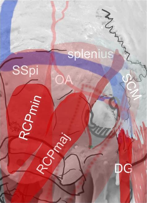 Hemifacial Spasm Neurosurgery Blog
