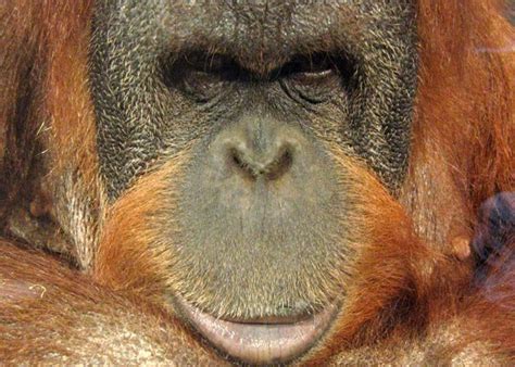 The Gap Between Humans And Apes NOVA PBS