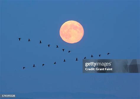Bird Migration At Night Photos And Premium High Res Pictures Getty Images
