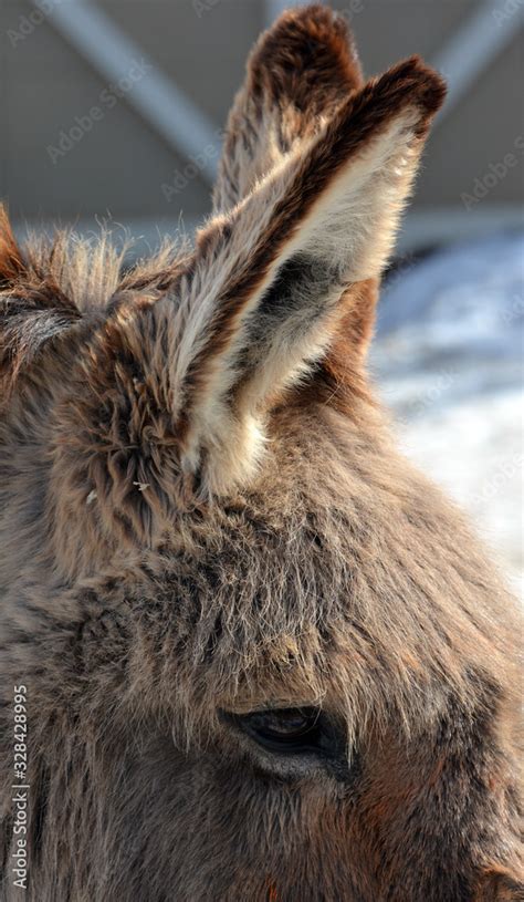 The Donkey Or Ass Equus Africanus Asinus Is A Domesticated Member Of
