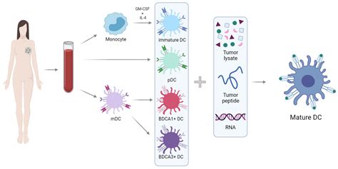 Dendritic Cell Cartoon