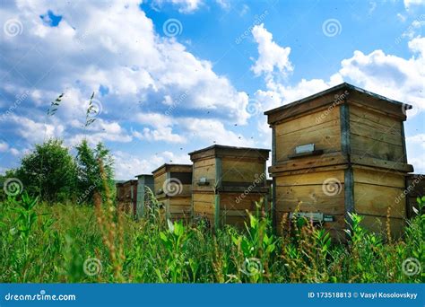 A Beehive From A Tree Stands On An Apiary The Houses Of The Bees Are