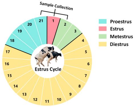 An Observation Of The Microstructure Of Cervical Mucus In Cows During
