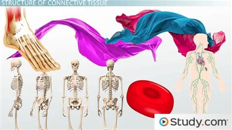 Connective Tissue Types And Functions