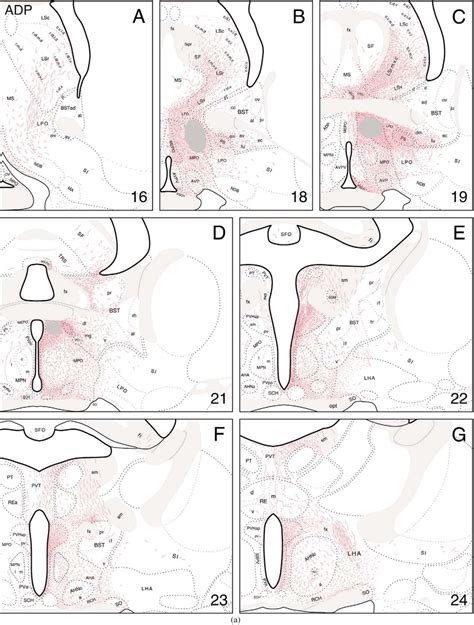 The Projections Of The Anterodorsal Preoptic Nucleus Adp Illustrated