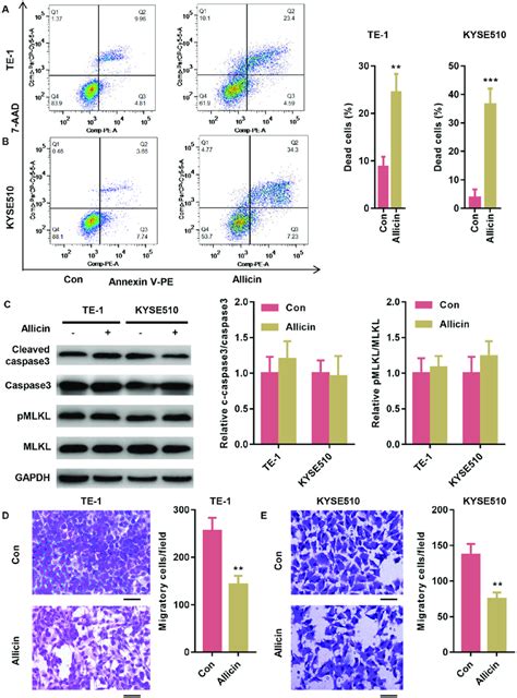 Allicin Induced Escc Cell Death And Suppressed Escc Cell Migration