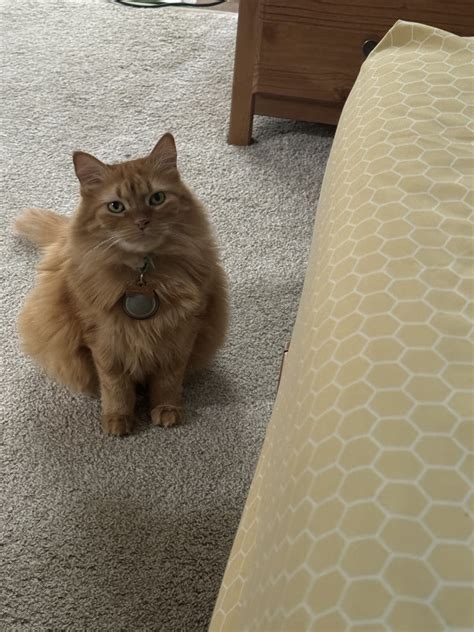 A Photo Of My Cat Luma Every Day Day 82 Album On Imgur