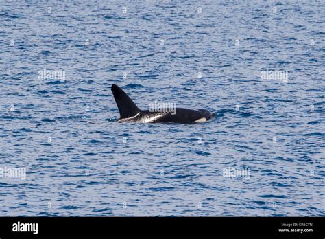 Jumping Orca Whale Pod