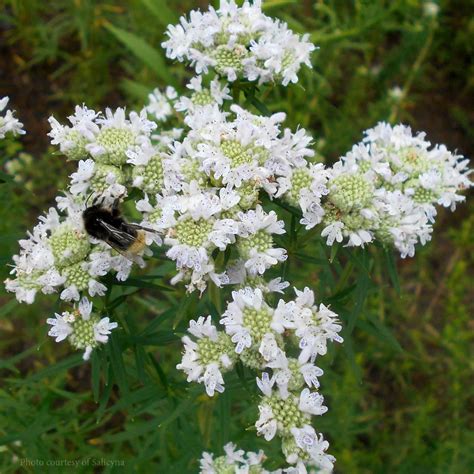 Mint Virginia Mountain Mint Hawthorn Farm