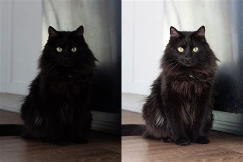 Underexposed Photo Of A Black Cat Photoshop Lightroom Tutorial