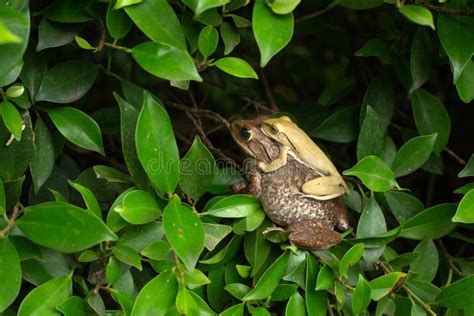 Frog Mating Hourglass Tree Frogs Costa Rica Stock Image Image Of