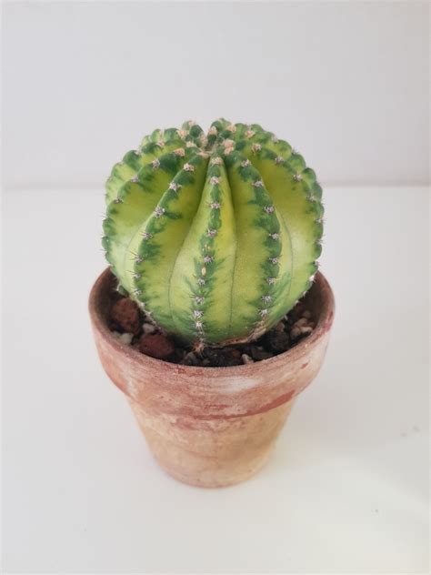 Variegated Catcus Furniture And Home Living Gardening Plants And Seeds On Carousell