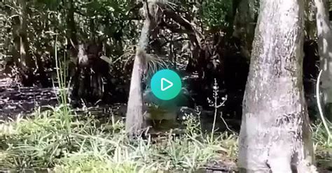 Absoluteunit This Album On Imgur