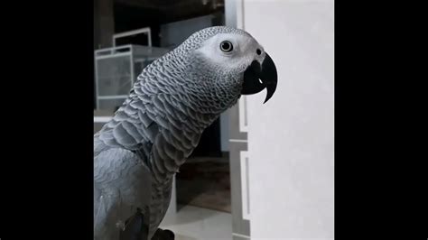 Casco Sprecher 😍کاسکو سخنگو😍 Youtube