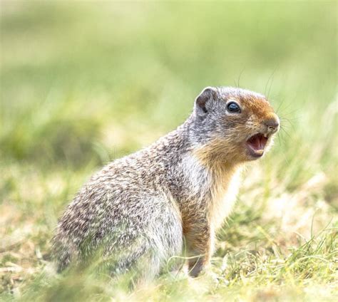 Closeup Shot Of A Pocket Gopher Sitting On The Grass Stock Image