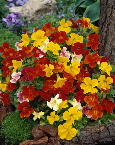 Mimulus Mystic Mix F1 Hybrid Egmont Seeds
