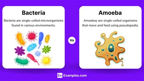 Microorganisms Amoeba How Does An Amoeba Reproduce Describe The