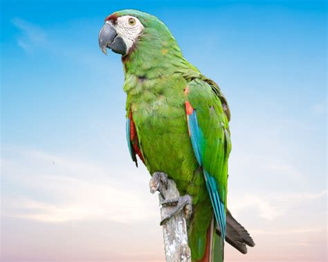Illiger Macaw For Sale Buy Illiger Macaw From Bpi Parrots