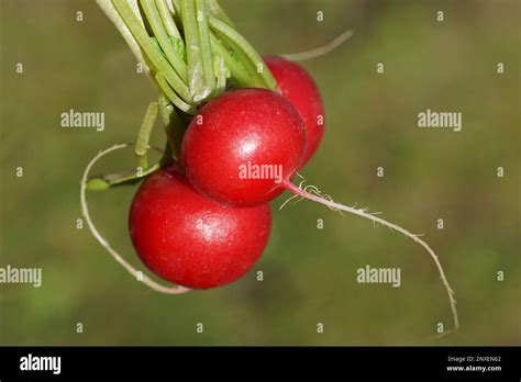 Closeup Three Dutch Red Radishes With Stem With A Green Background