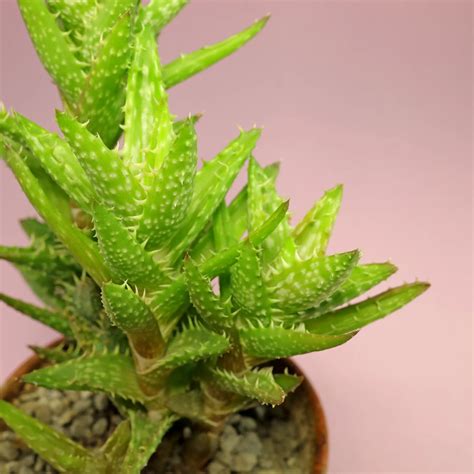 How To Care For The Tiger Tooth Aloe Juvenna