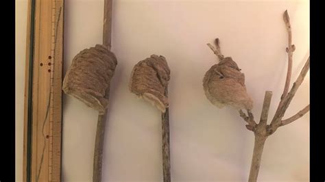 カマキリ飼育まとめ 卵嚢について【前編】 Youtube