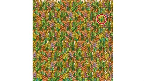 Brain Teaser Fun Its A Dare Toad Or Frog See What You Can Spot In