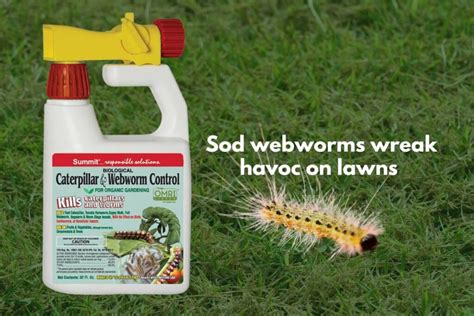 Sod Webworms Wreak Havoc On Lawns Summit® Responsible Solutions