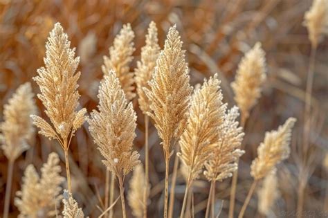 Close Up Of Tall Dry Grass Premium Ai Generated Image