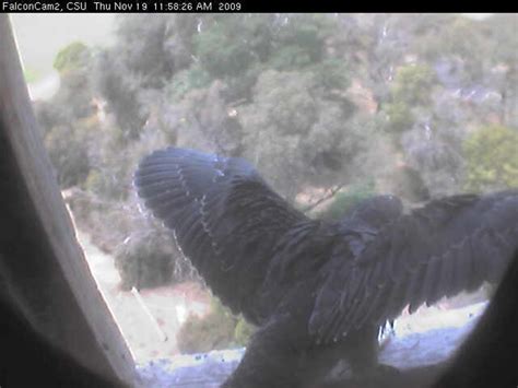 Thunderbird Sightings