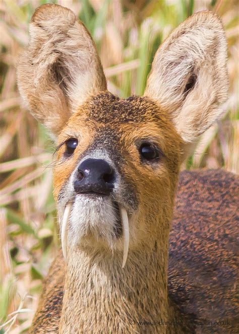 All Sizes Chinese Water Deer Flickr Photo Sharing